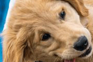 FFAC | Fédération Française des Associations de Chiens guides d'aveugles