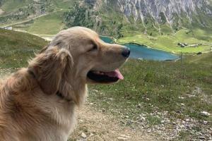 FFAC | Fédération Française des Associations de Chiens guides d'aveugles