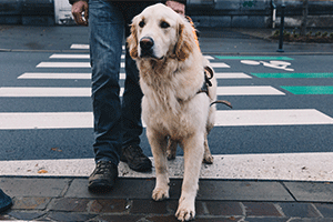 FFAC | Fédération Française des Associations de Chiens guides d'aveugles